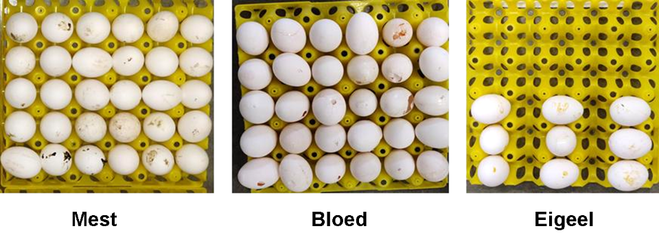 Meggsius select - Devrie